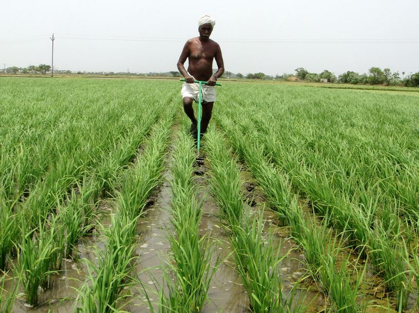 Native Rice Varieties Are Back In Tamil Nadu Twav Baby Native Rice Varieties Are Back In Tamil Nadu Twav Baby